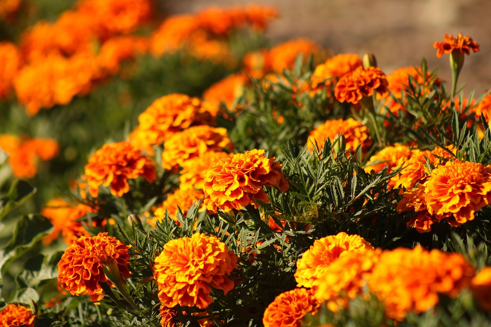 Marigold Bunga-Bunga Tanaman - Foto gratis di Pixabay - Pixabay