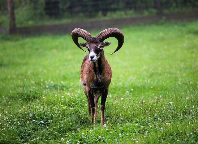 Muflão Ovelha Animal - Foto gratuita no Pixabay - Pixabay
