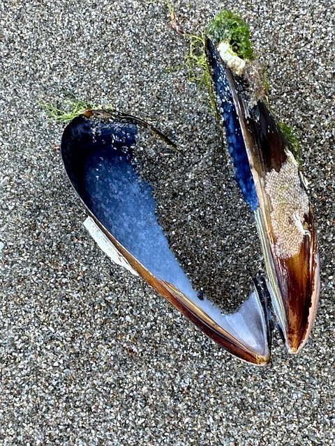 Beach Mussel - Free photo on Pixabay - Pixabay