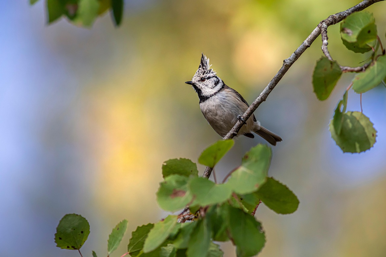 Crested Tit Bird Forest - Free photo on Pixabay