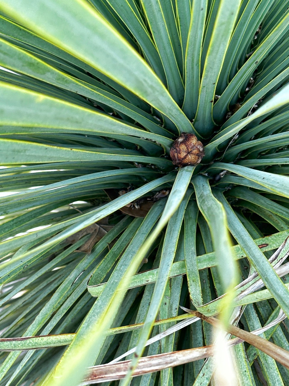 Plantes Vert Yucca À Bec - Photo gratuite sur Pixabay - Pixabay
