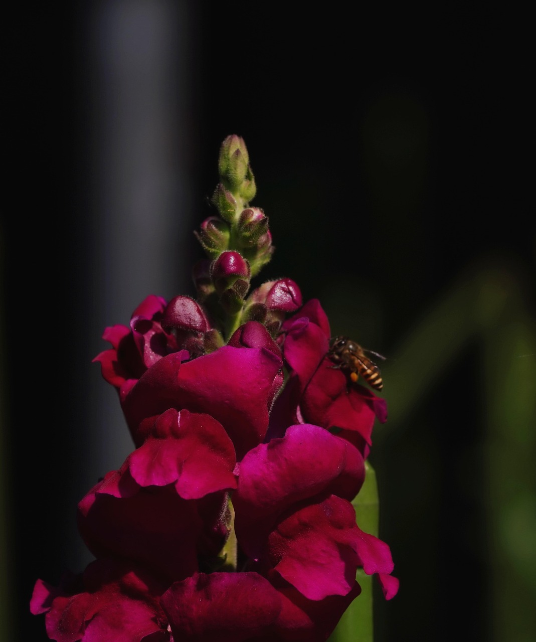 50,000+ Free Snapdragon Flower & Nature Images - Pixabay