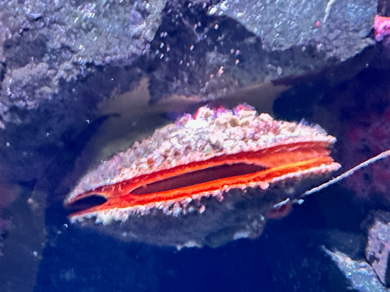 Ocean Mollusk Shellfish - Free photo on Pixabay - Pixabay