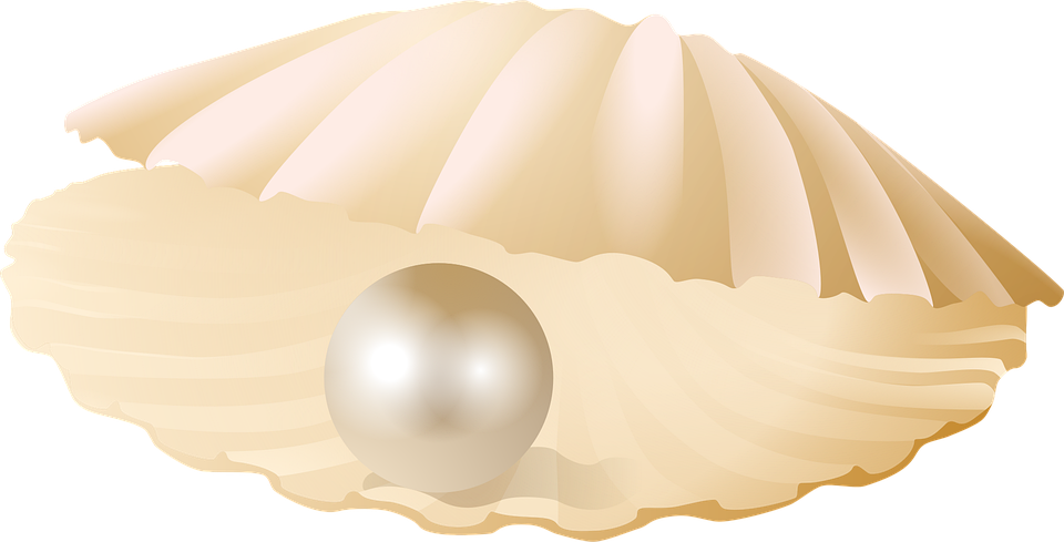 Download Shell, Pearl, Jewel. Royalty-Free Vector Graphic - Pixabay