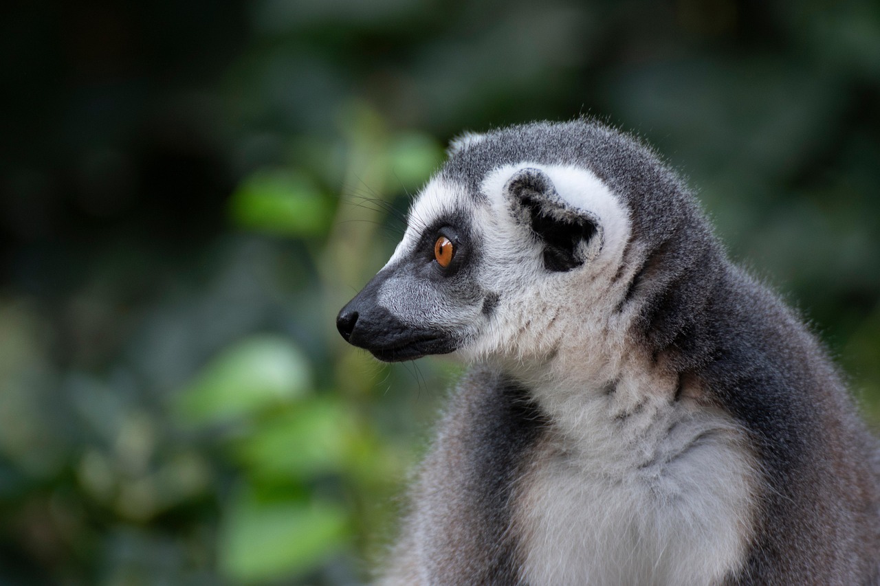 900+ Free Lemur & Madagascar Images - Pixabay