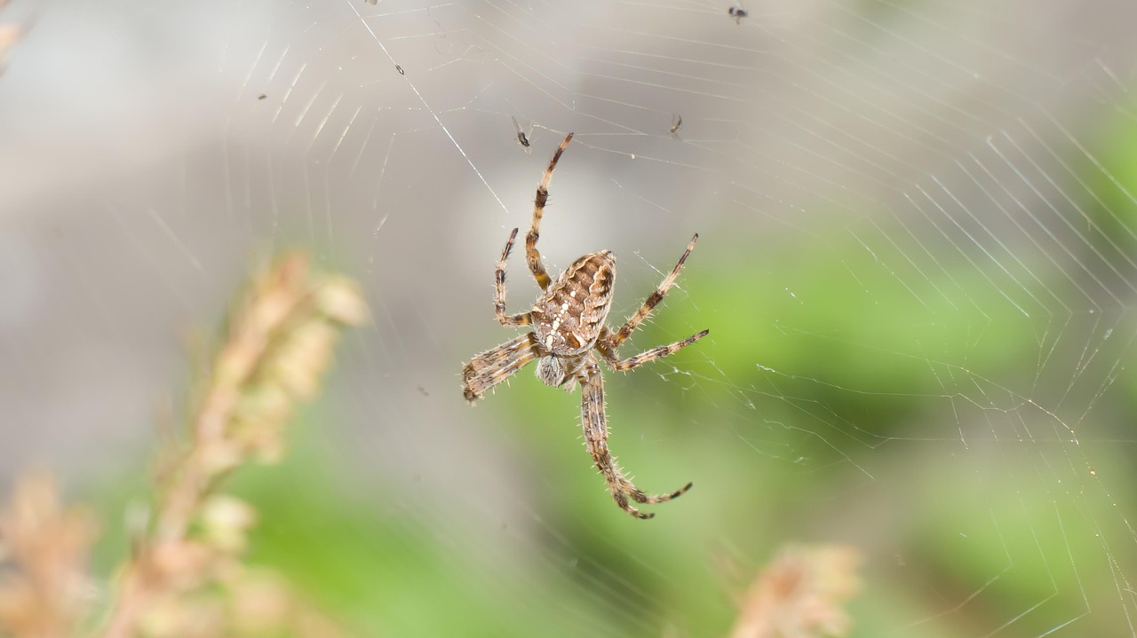 Spider Nature Garden - Free photo on Pixabay - Pixabay