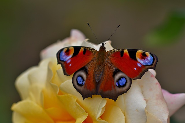 Borboleta Pavão Rosa - Foto gratuita no Pixabay - Pixabay