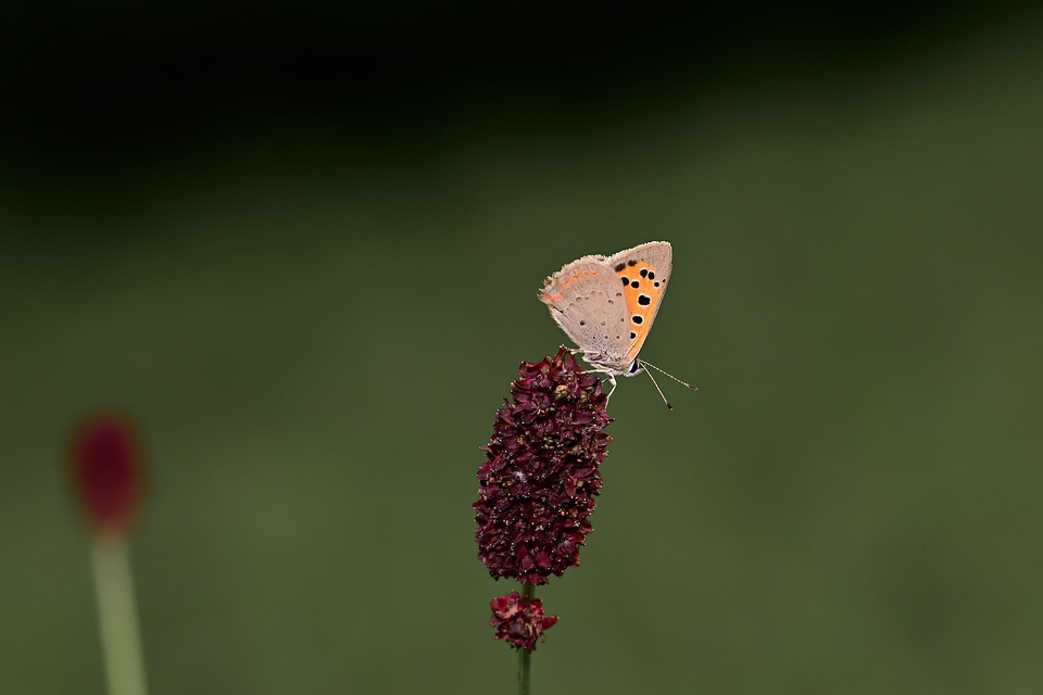 Burnet Azul Formiga Borboleta - Foto gratuita no Pixabay
