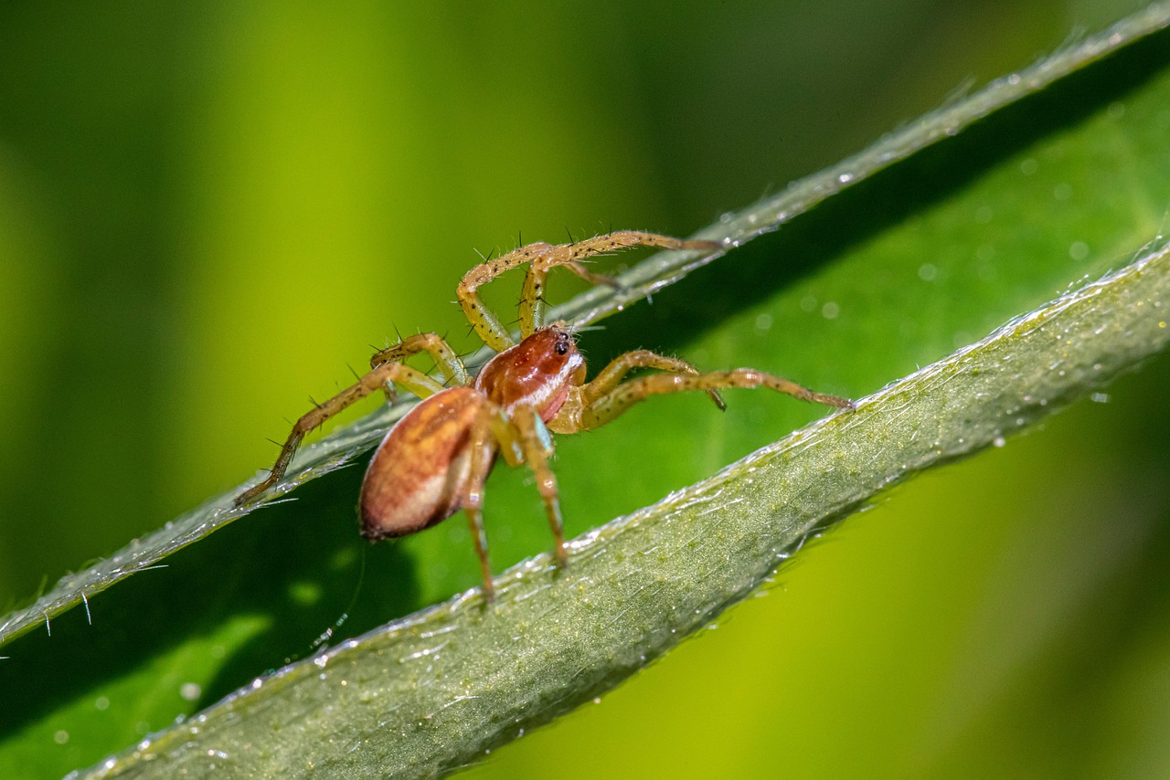 Spider Arachnid Insect - Free photo on Pixabay