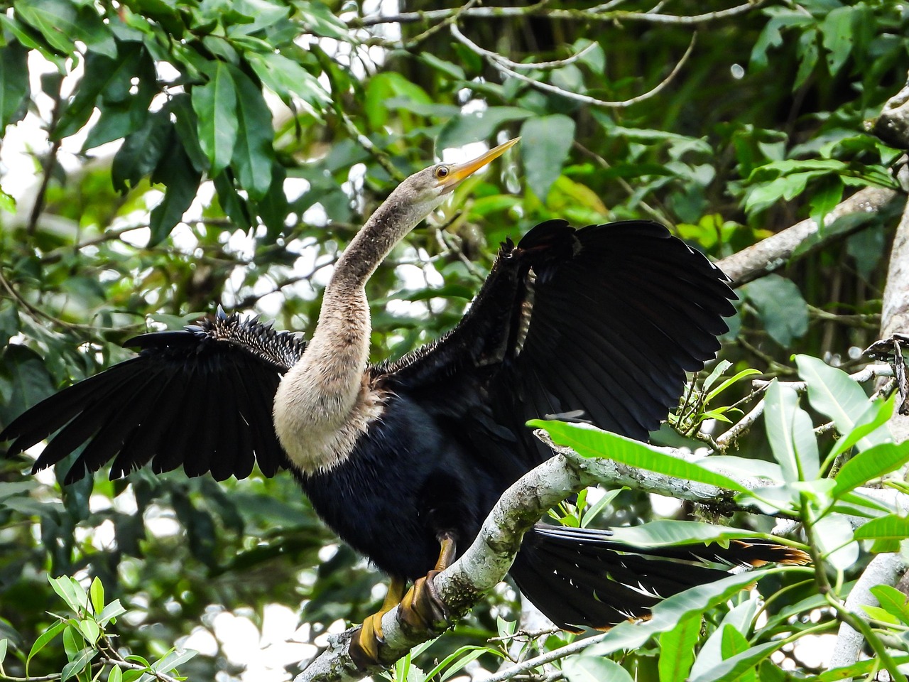 Burung Aninga Pria - Foto gratis di Pixabay - Pixabay
