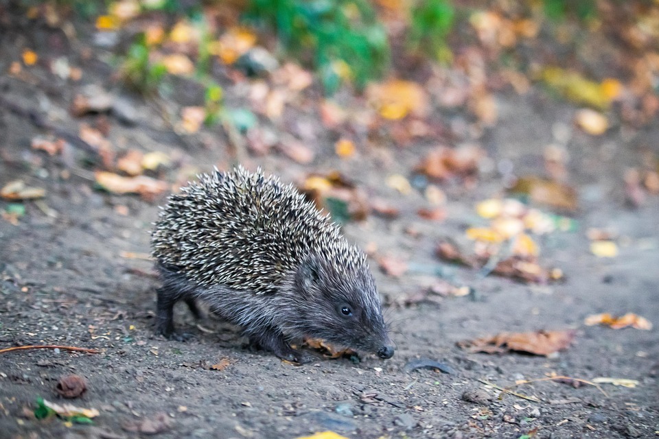 Hedgehog Hoglet Animal - Free photo on Pixabay - Pixabay