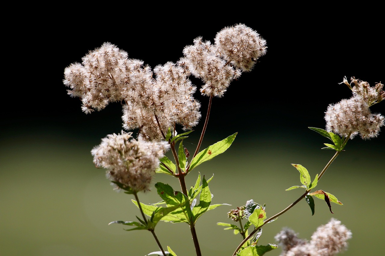 100+ Free Fume & Smoke Images - Pixabay