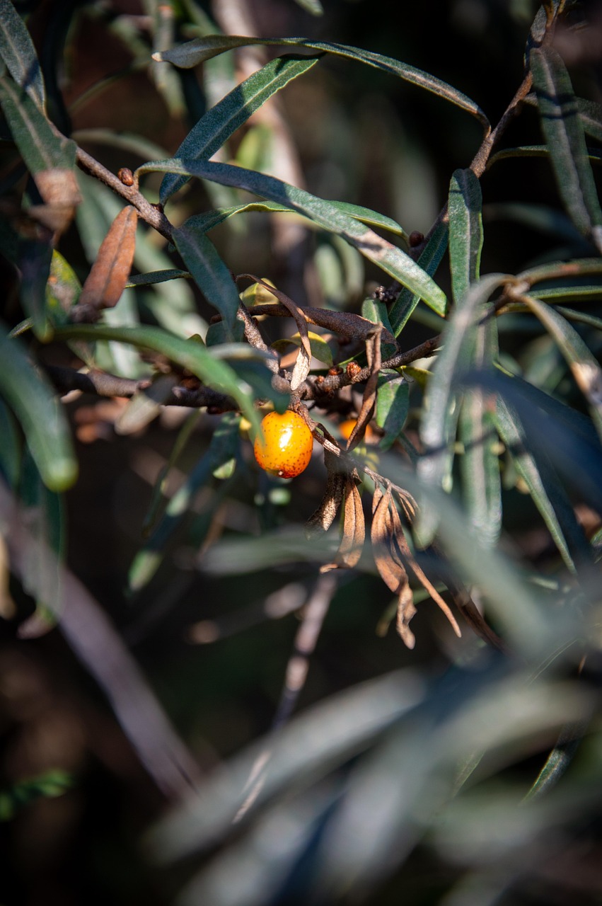 Berry Sea Buckthorn Autumn - Free photo on Pixabay - Pixabay