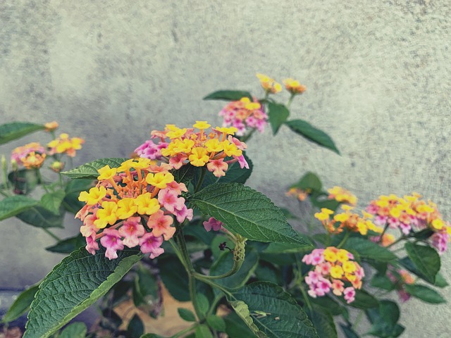 五色花 五种颜色的花 花卉 - Pixabay上的免费照片 - Pixabay