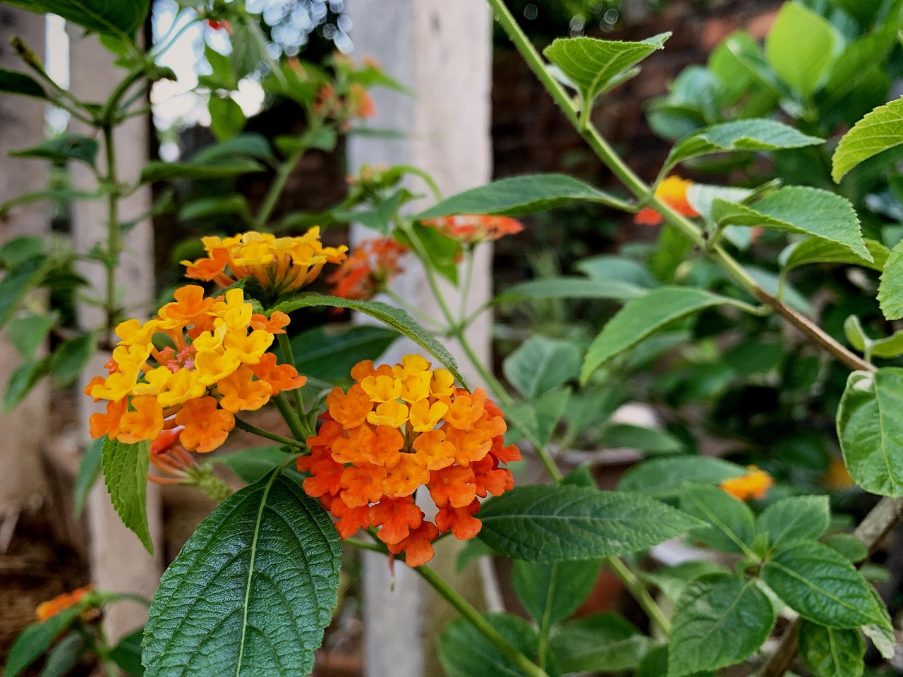 Flower Five-Colored Flowers Five - Free photo on Pixabay - Pixabay