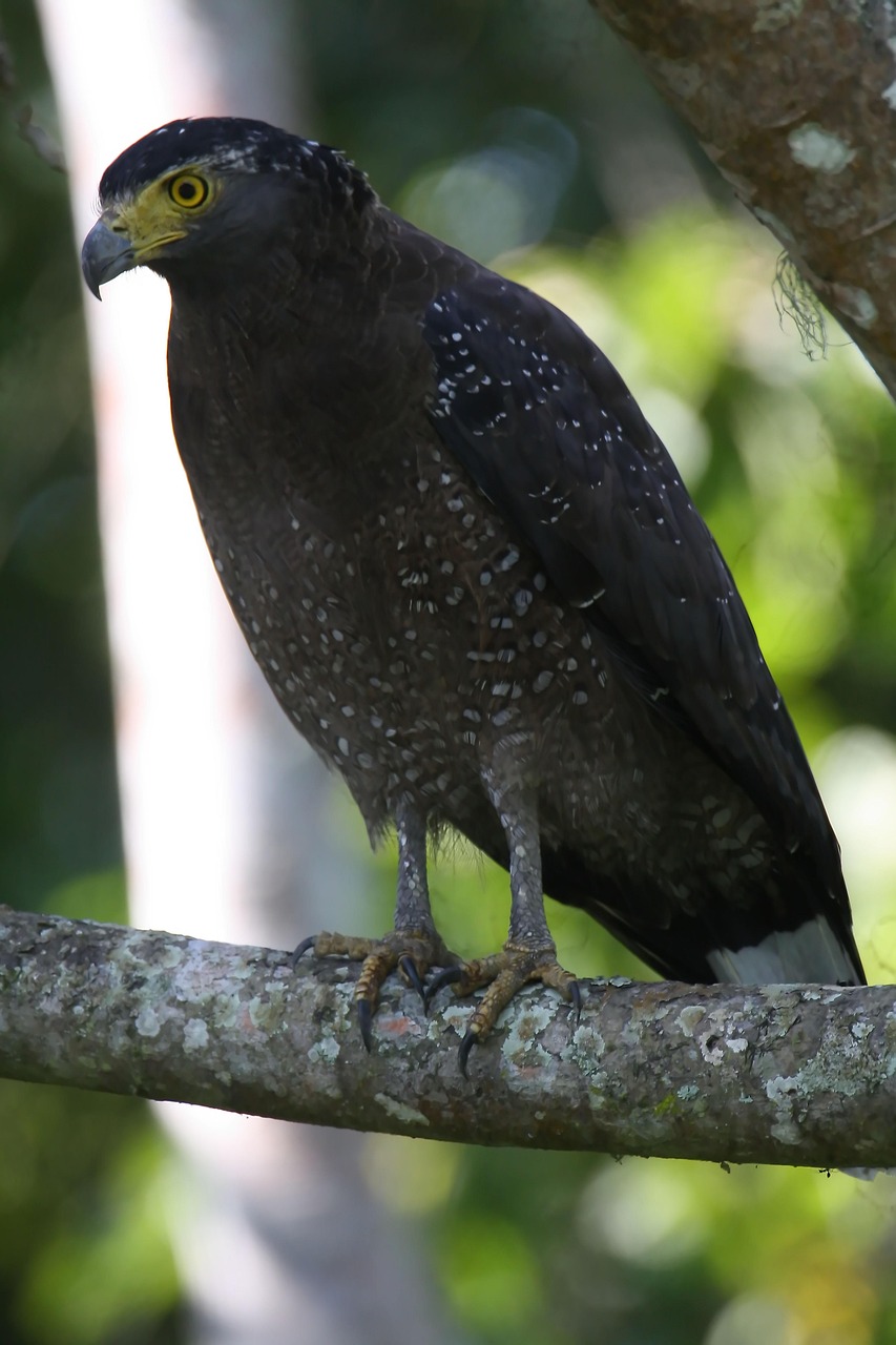 Bird Bill Eyes - Free photo on Pixabay - Pixabay