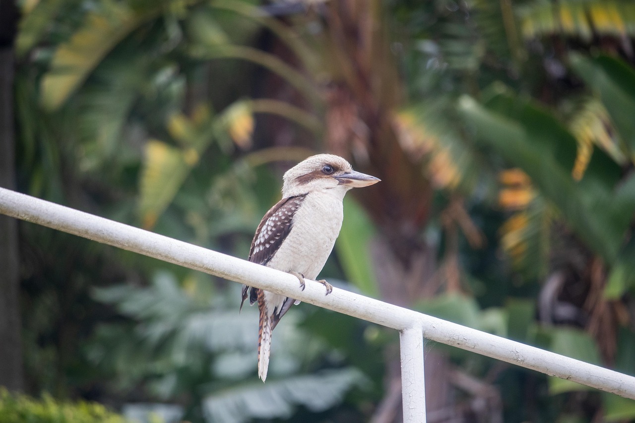 Kookaburra Bird Australia - Free photo on Pixabay - Pixabay