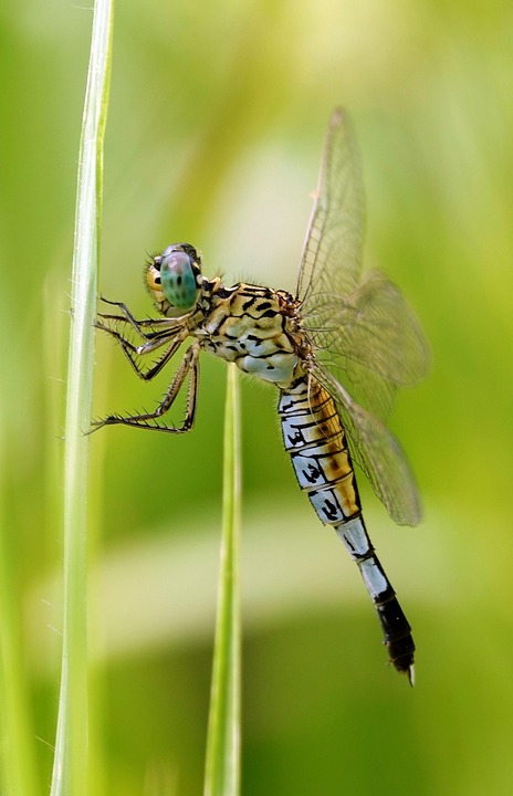 Dragon Fly Nature Summer - Free photo on Pixabay - Pixabay