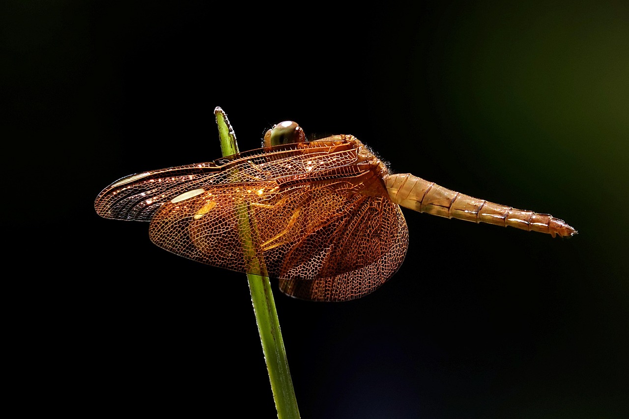 Dragonfly Grass Animal - Free photo on Pixabay - Pixabay