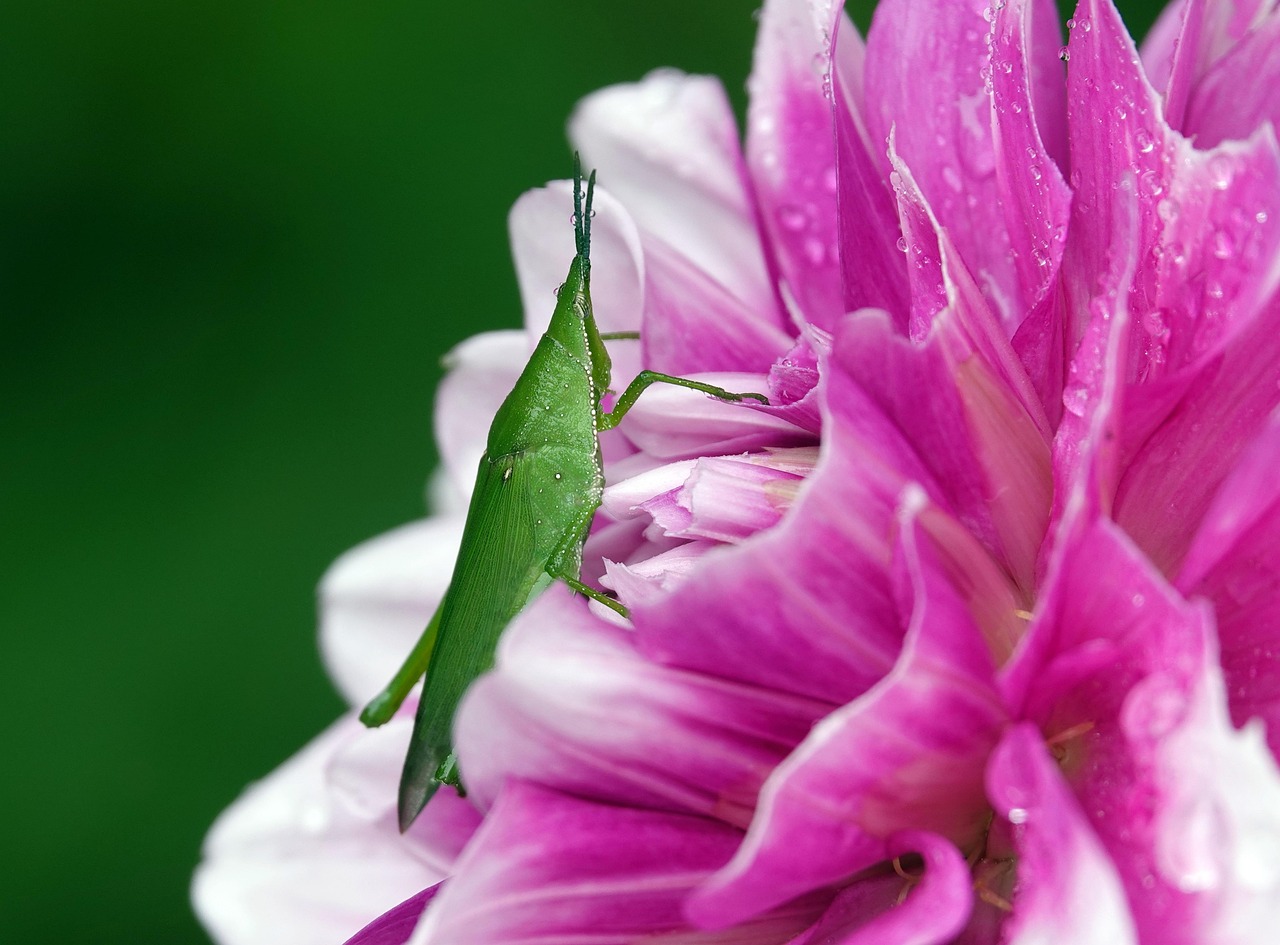 Insect Bloem Zomer - Gratis foto op Pixabay - Pixabay