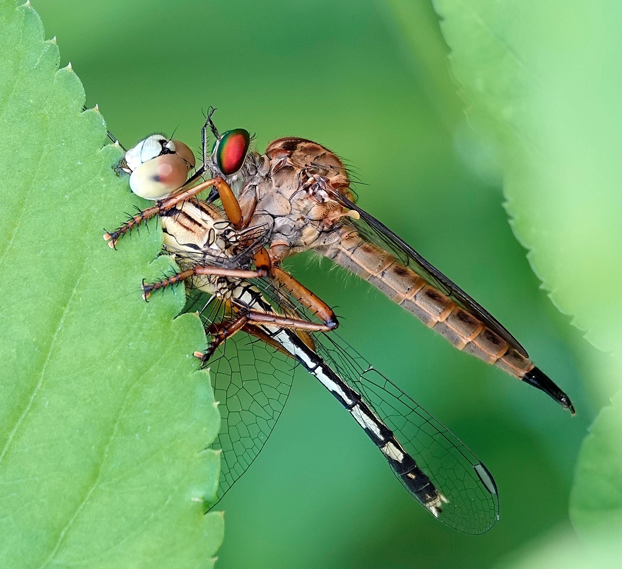 Ladrón Volar Insecto Cazador El - Foto gratis en Pixabay - Pixabay