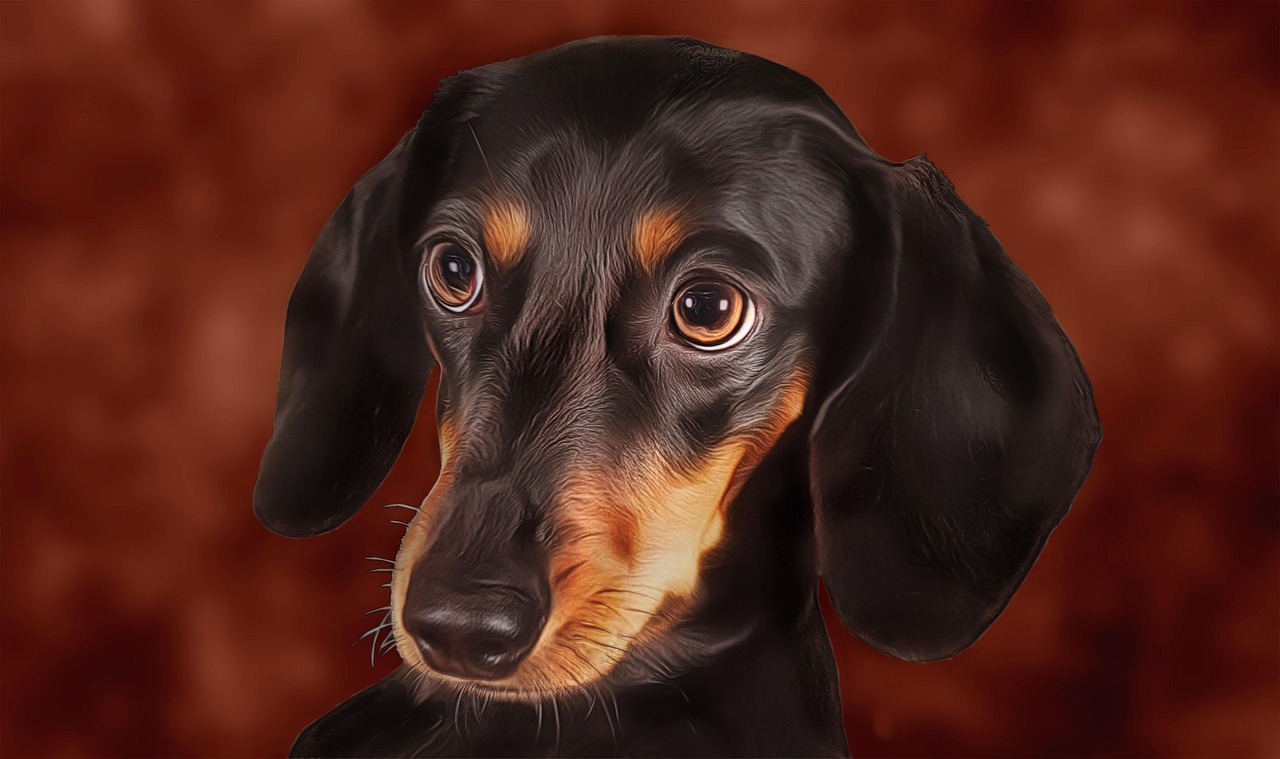 Dachshund Dog Portrait - Free photo on Pixabay