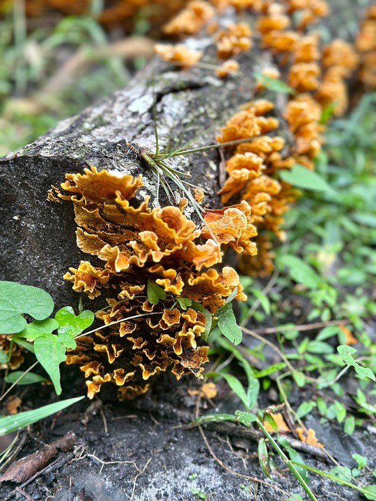 Mushroom Fungi Nature - Free photo on Pixabay - Pixabay
