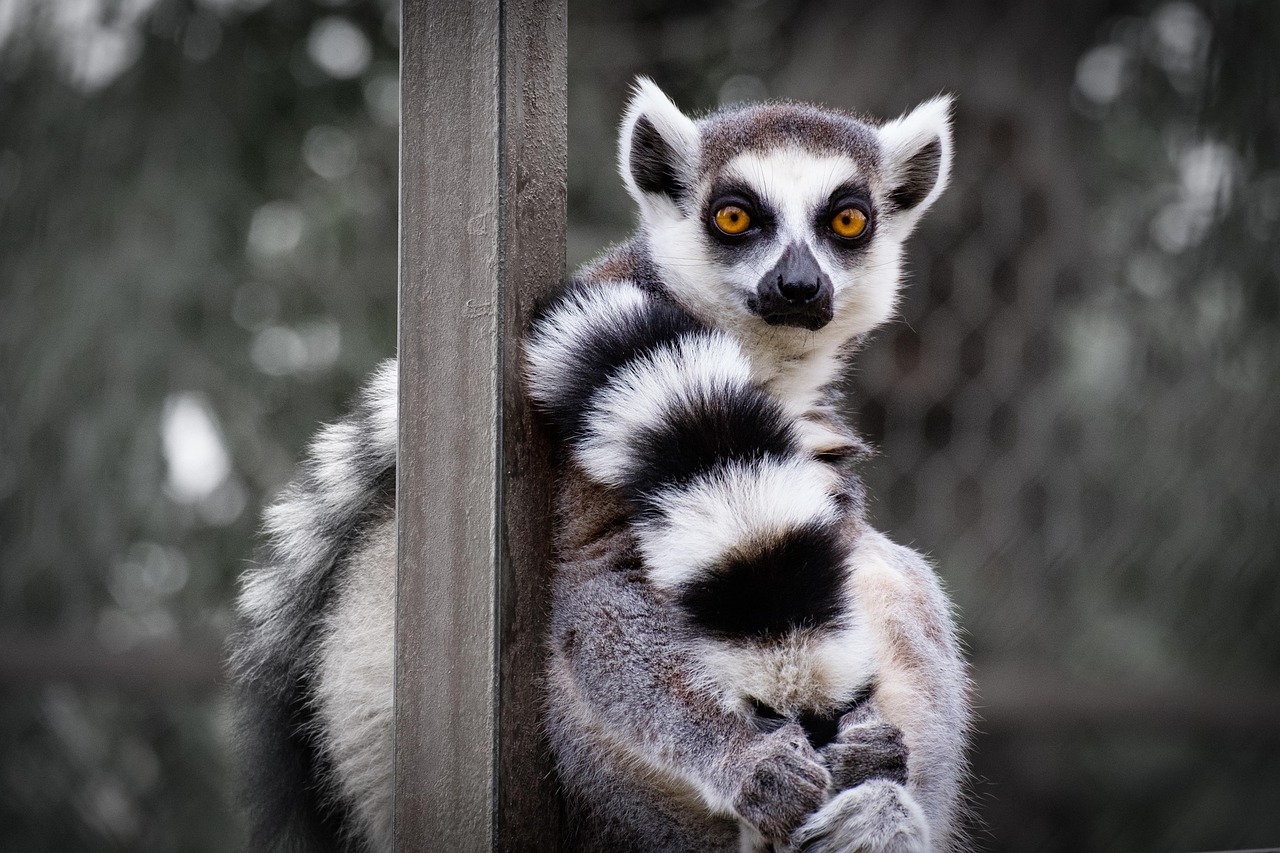 1,000+ Free Lemurs & Madagascar Images - Pixabay