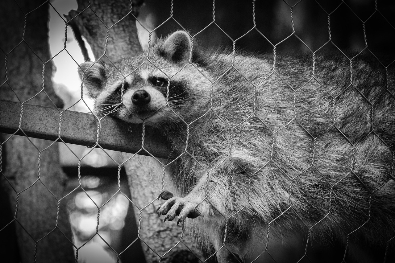 Raccoon Captivity Zoo - Free photo on Pixabay - Pixabay
