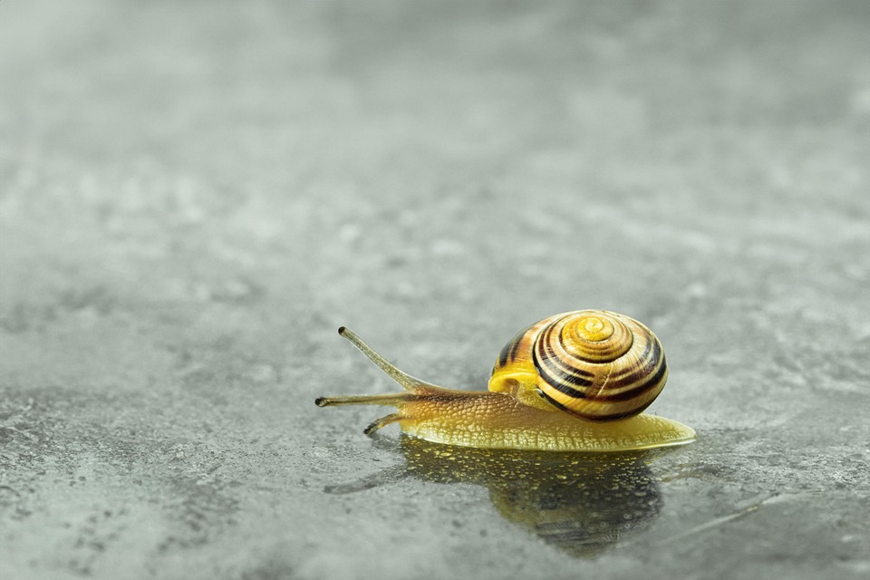 Snail Mollusk Gastropod - Free photo on Pixabay