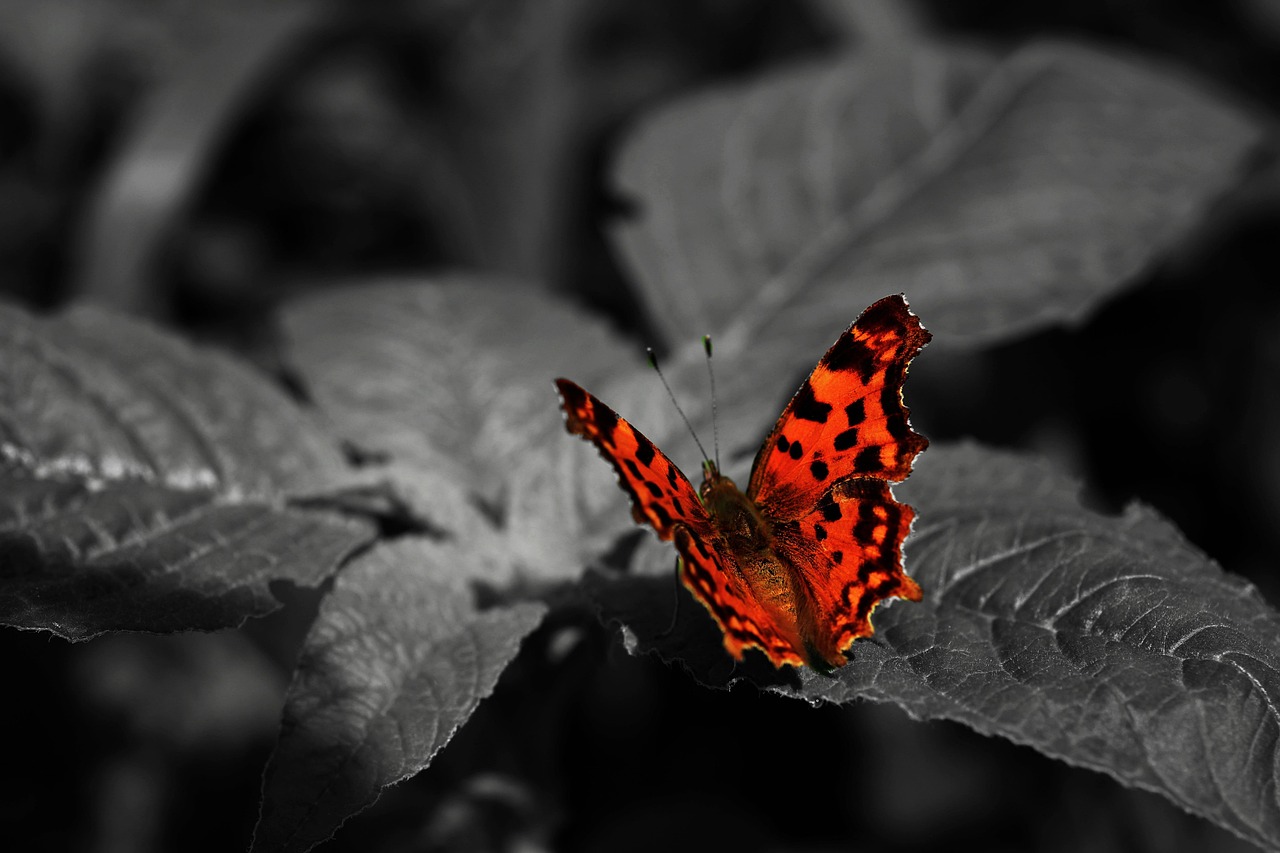 Papillon Ailes Nature - Photo gratuite sur Pixabay - Pixabay