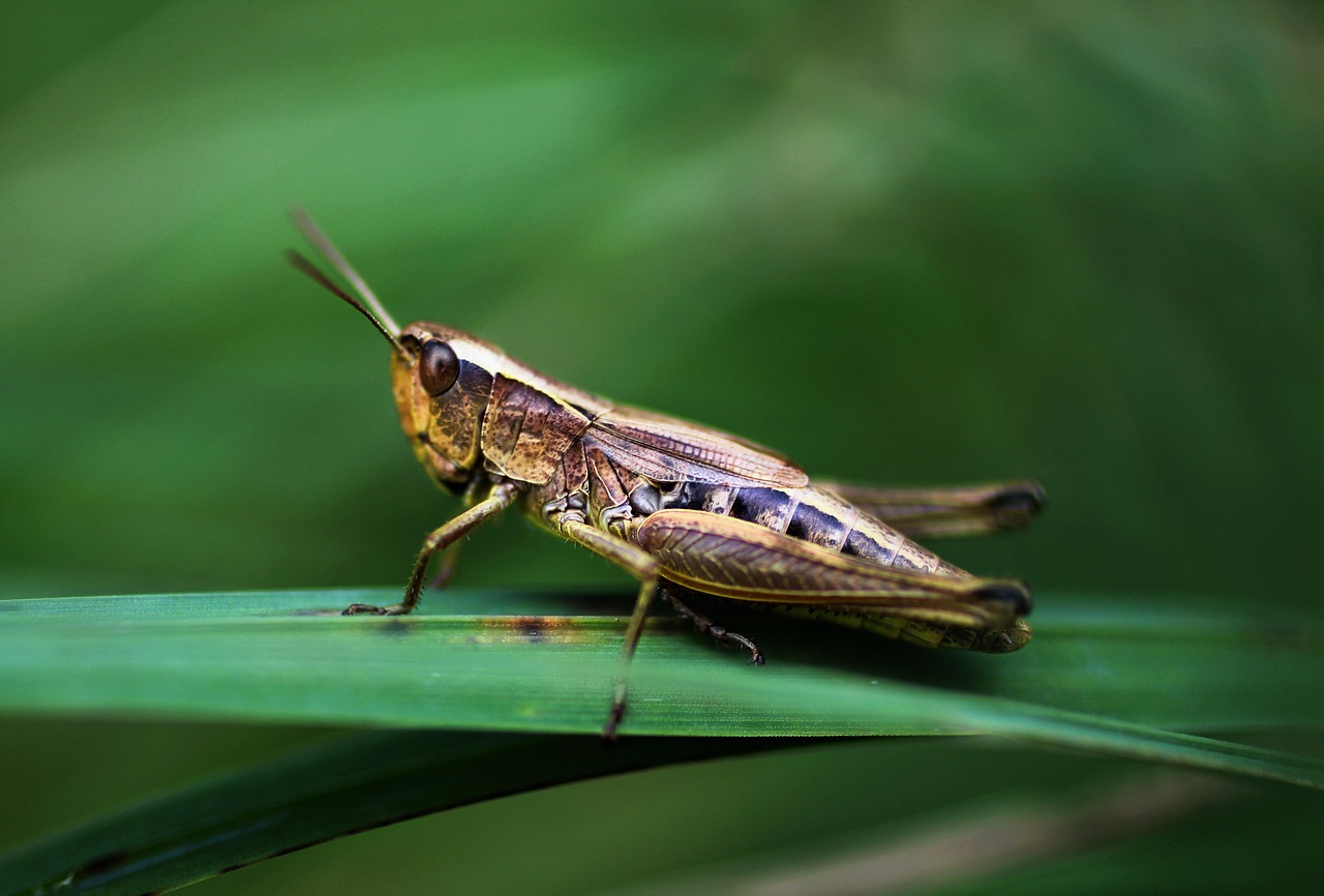 Grasshopper Insect Nature - Free photo on Pixabay
