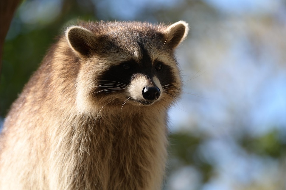 Animal Raccoon Nature - Free photo on Pixabay - Pixabay
