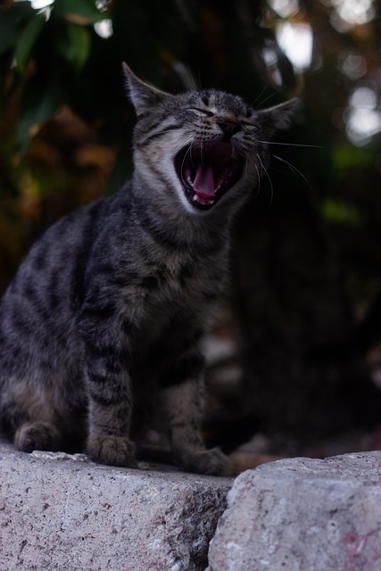 Kucing Menguap Peliharaan - Foto gratis di Pixabay - Pixabay