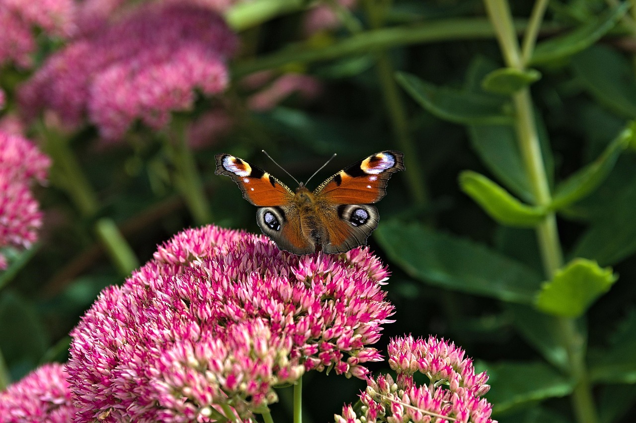 Paon Du Jour Fleurs Pollinisation - Photo gratuite sur Pixabay - Pixabay