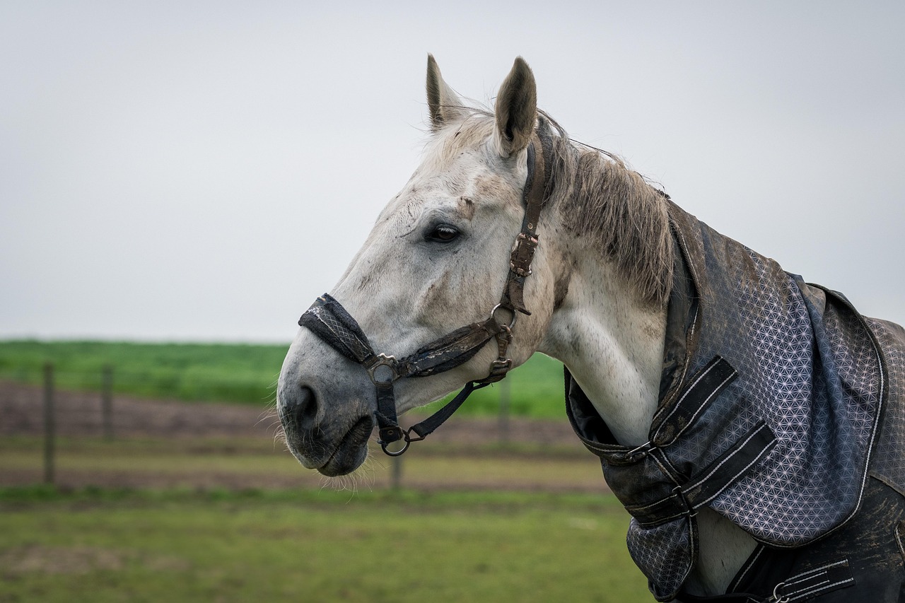 Cheval Équidé Animal Equus Ferus - Photo gratuite sur Pixabay - Pixabay