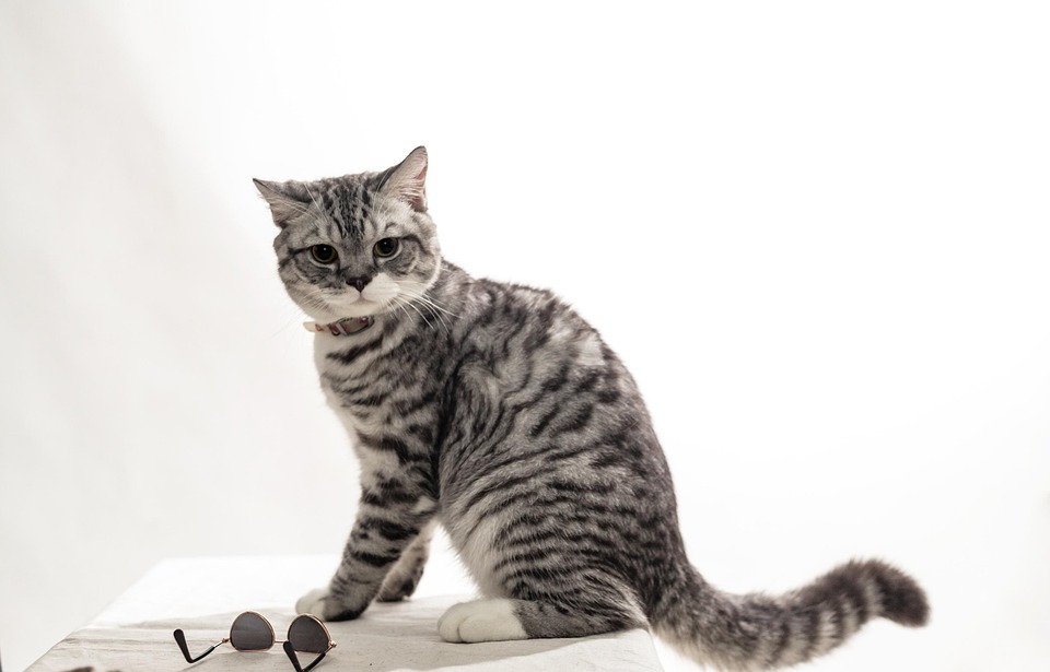 Cat Pet Animal - Free photo on Pixabay - Pixabay