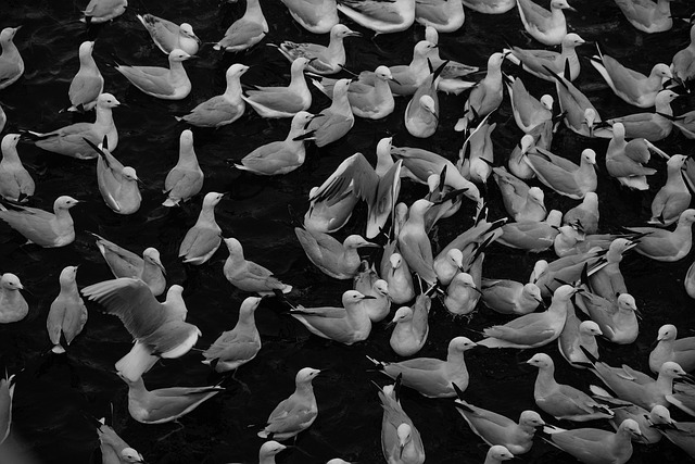 Gulls Birds Flock - Free photo on Pixabay - Pixabay