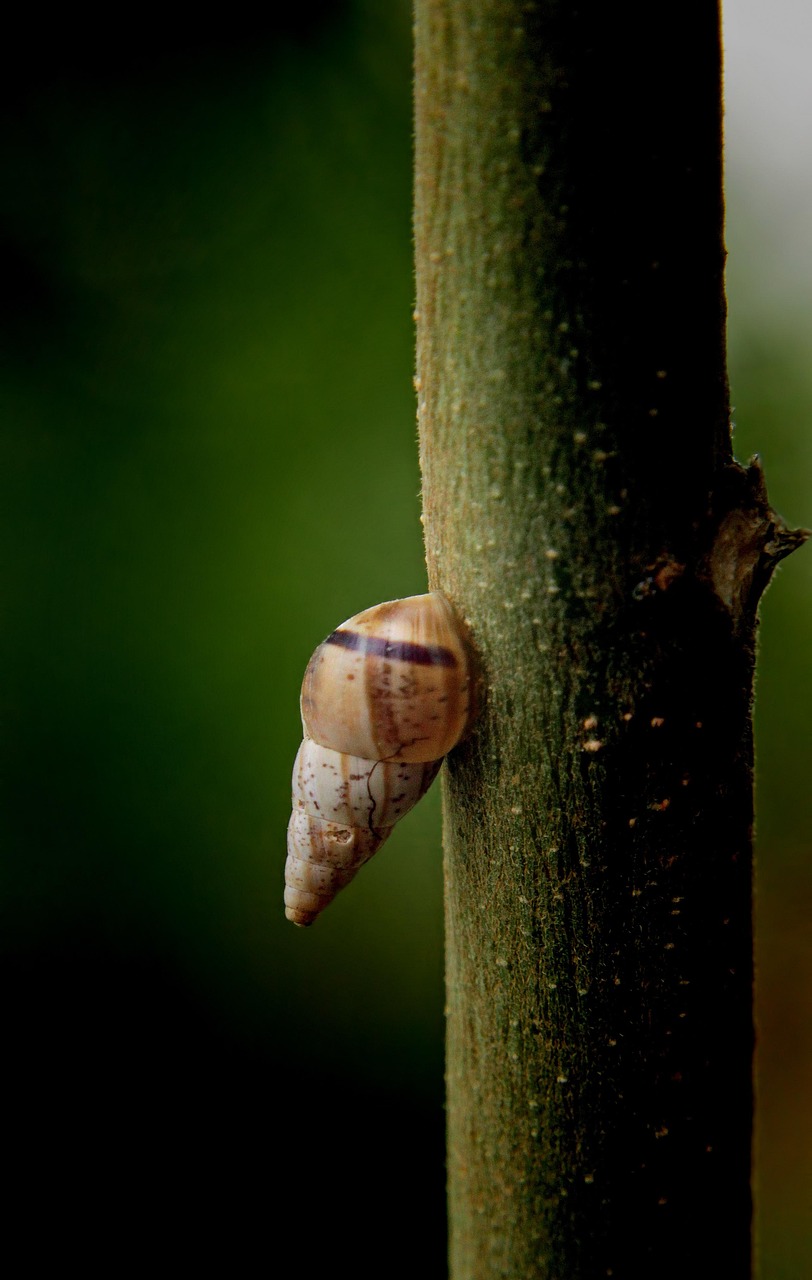 Escargot Nature Sauvage - Photo gratuite sur Pixabay - Pixabay