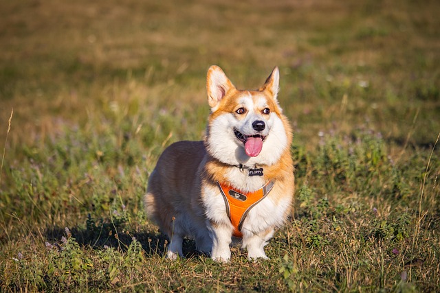 柯基犬 狗 动物 - Pixabay上的免费照片