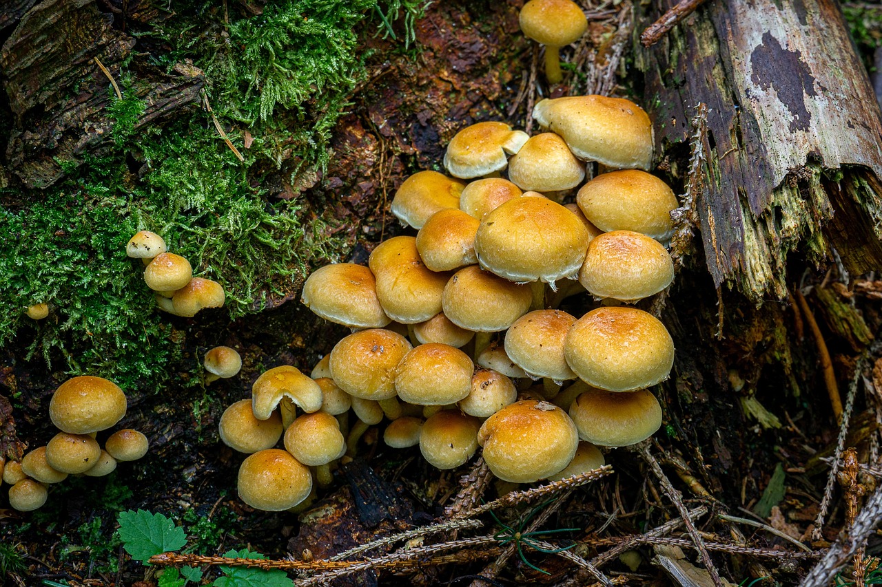 Cogumelos Fungos Musgo - Foto gratuita no Pixabay - Pixabay