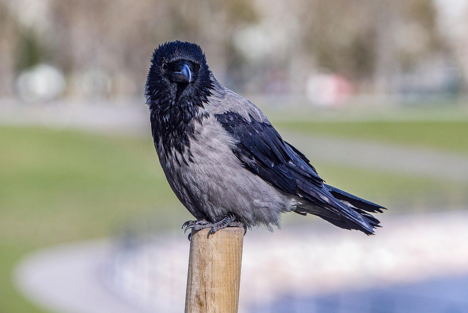 Crow Hooded Bird - Free photo on Pixabay - Pixabay