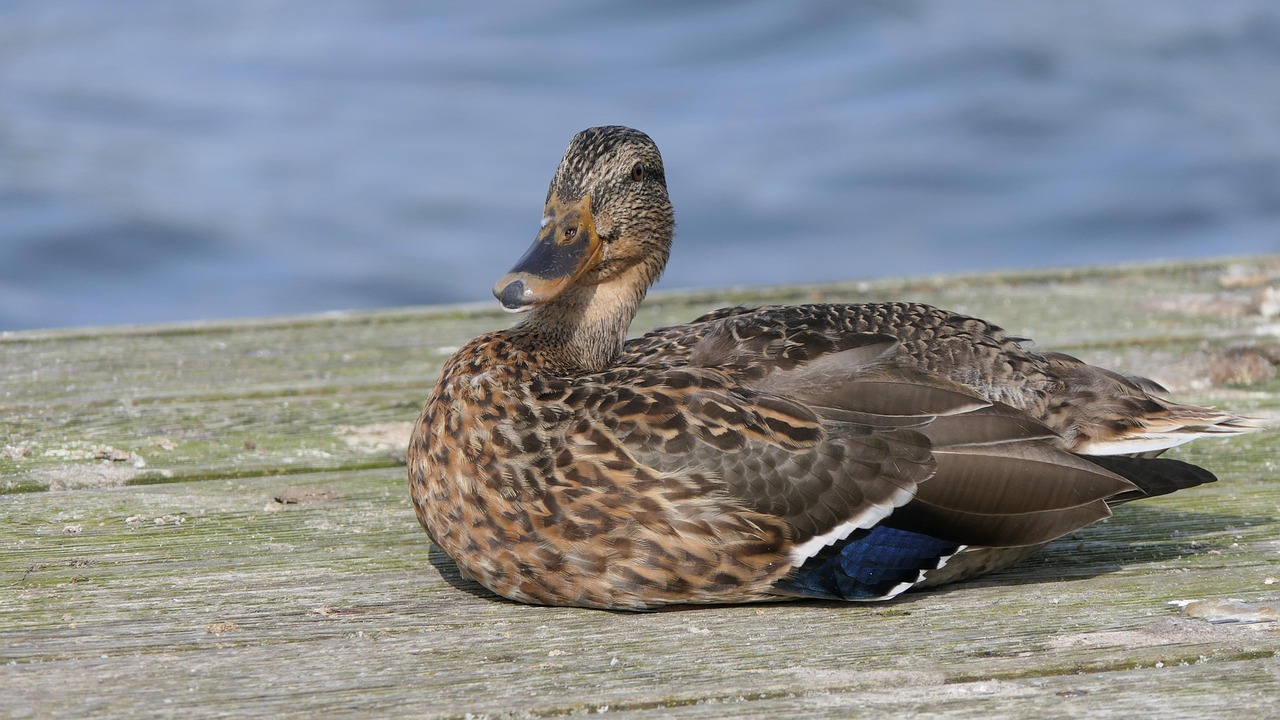 Colvert Canard Oiseau D'Eau - Photo gratuite sur Pixabay - Pixabay