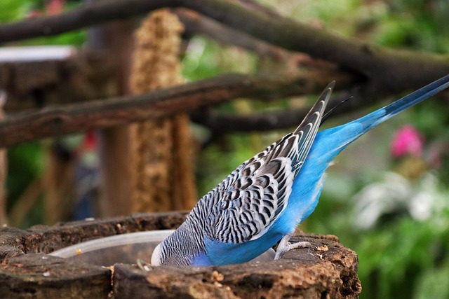 Bird Blue Plumage - Free photo on Pixabay - Pixabay