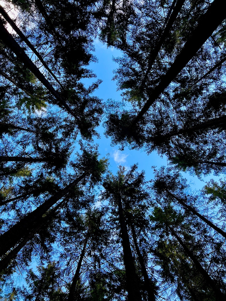Hutan Pohon Surga - Foto gratis di Pixabay - Pixabay