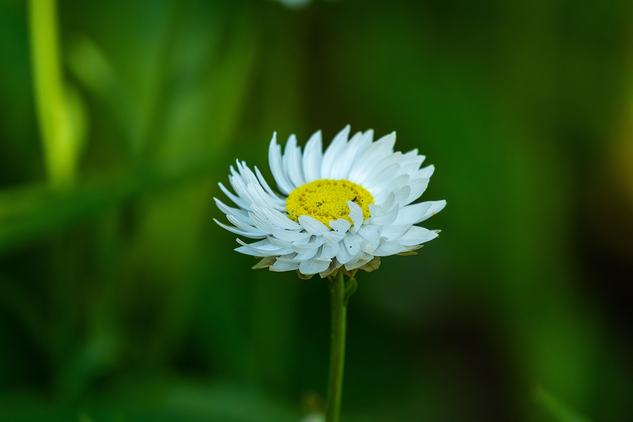 Rhodante Flower Plant - Free photo on Pixabay - Pixabay
