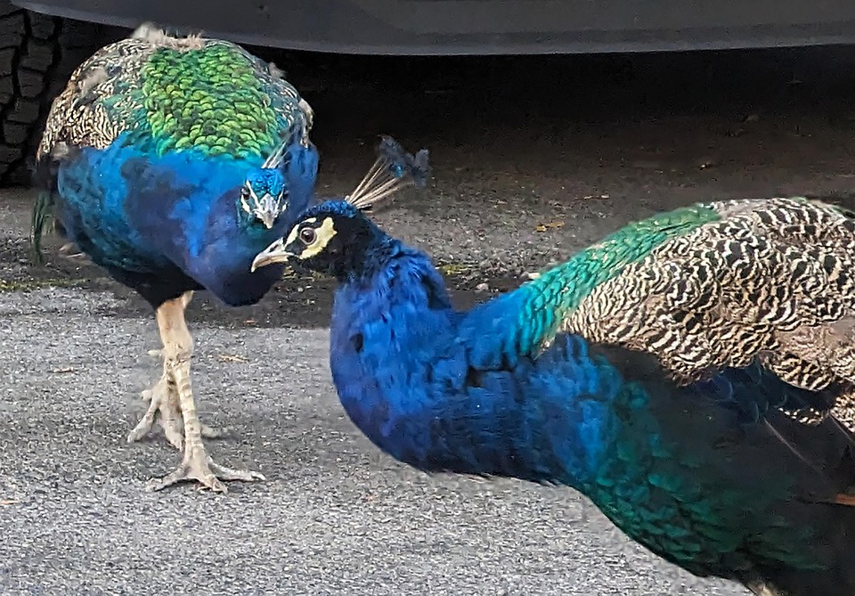 Peacocks Bird Strutting - Free photo on Pixabay - Pixabay