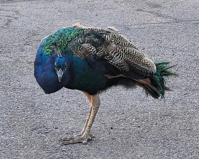 Peacock Bird Urban - Free photo on Pixabay - Pixabay