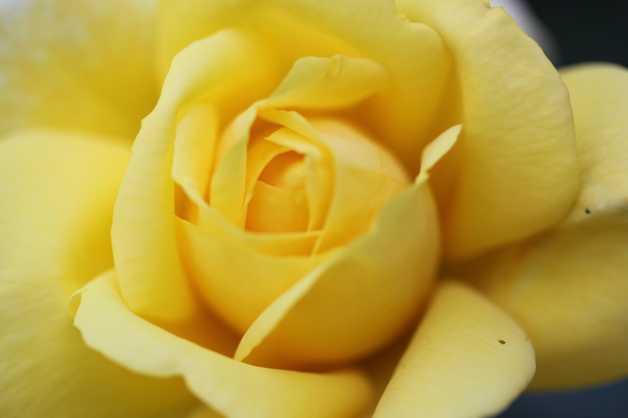 Rose Jaune Fleur - Photo gratuite sur Pixabay - Pixabay