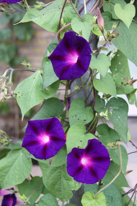 Snarl Blue Climbing Plants - Free photo on Pixabay - Pixabay